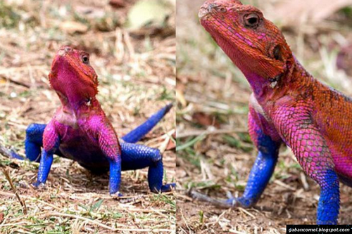 Di Musim Mengawan Cicak Ini Berubah Menjadi Spiderman. - Gaban Comel