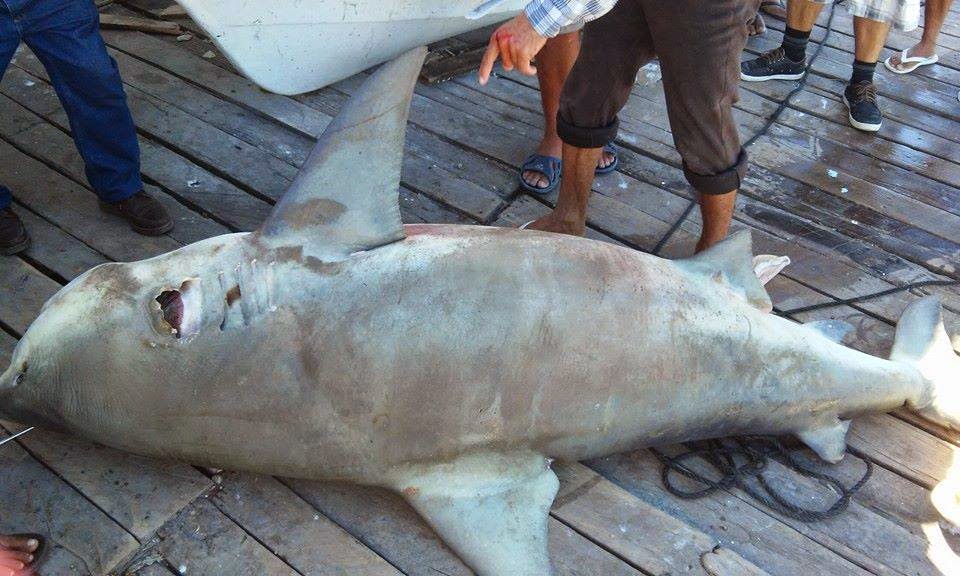 Capturan tiburón en Río Lagartos | Johnny Oliver Quintal