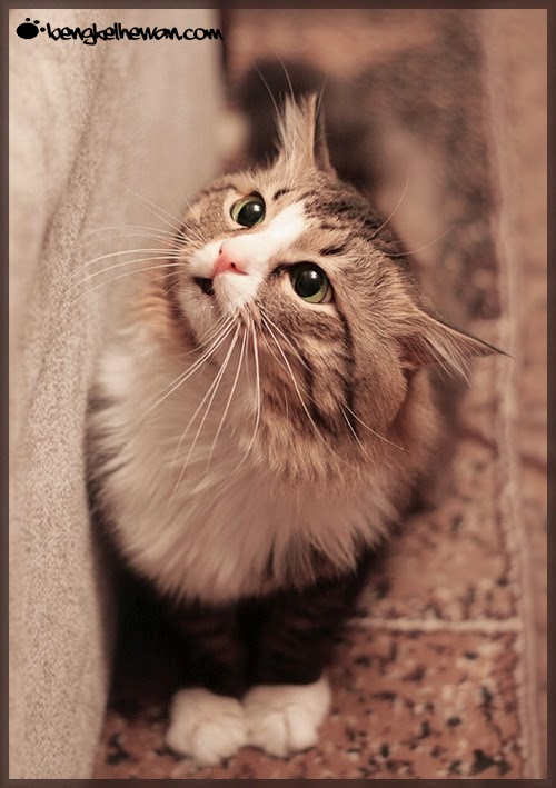 69 Ekspresi Kucing Lucu Yang Tertangkap Kamera | Bengkel Hewan