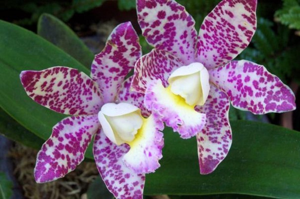 Kumpulan Gambar Bunga Anggrek:Blog Bunga