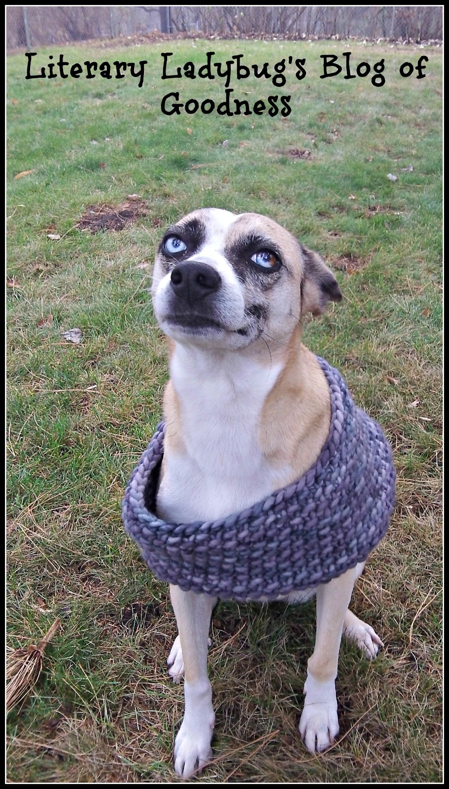 LiteraryLadybug's Blog of Goodness: Plomo Shmomo