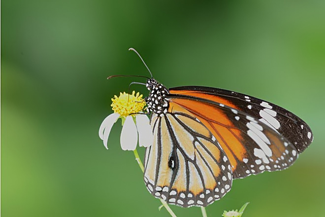 Beauty of Fauna and Flora in Nature: A Close Encounter With a Hornbill ...
