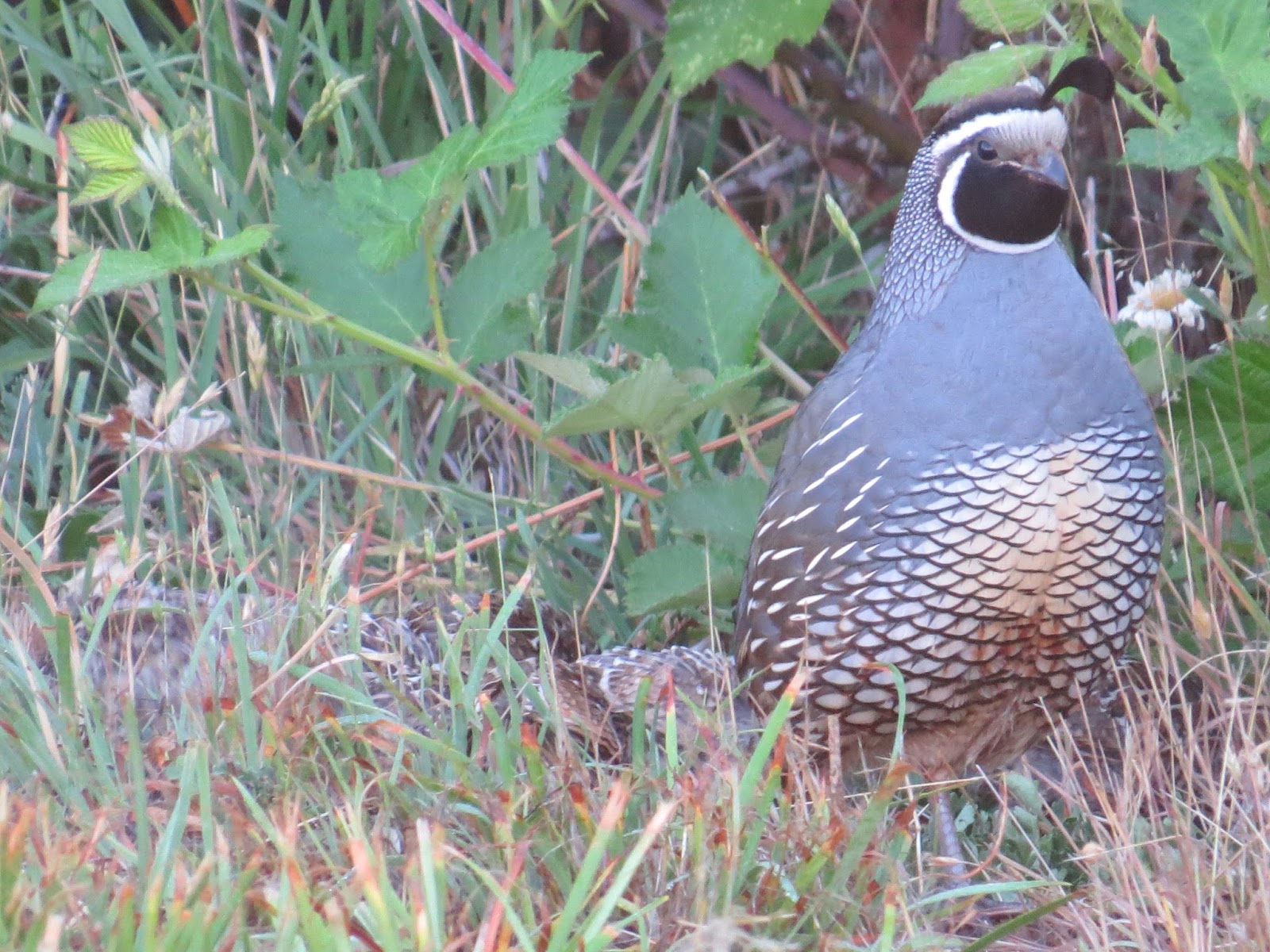 Garden Grumbles and Cross Stitch Fumbles: July Stitching July Birds