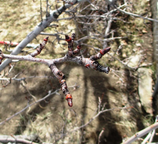 Fruit Tree Pruning at Its Best: What is a Spur?
