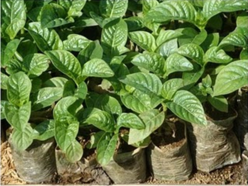 Teknis Budidaya Jabon (Anthocephalus cadamba) - BUDIDAYA TANAMAN