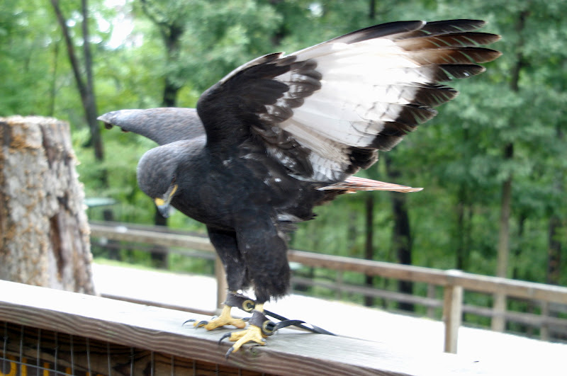 World Bird Sanctuary: Melanistic or Dark Morph?