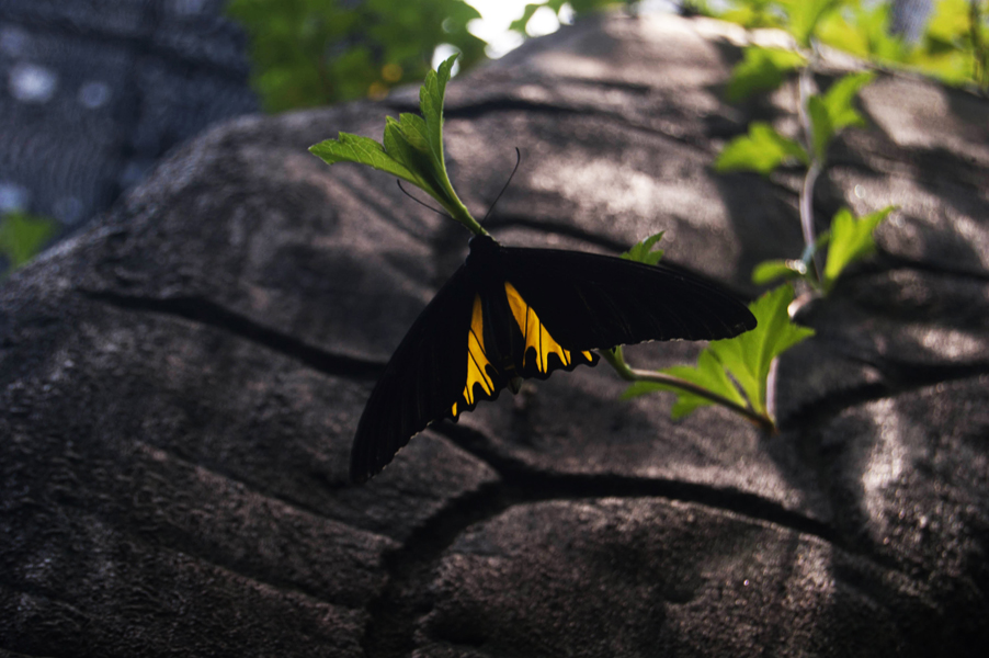 liyana nadirah (FT 5A): warna-warni si Rama-Rama