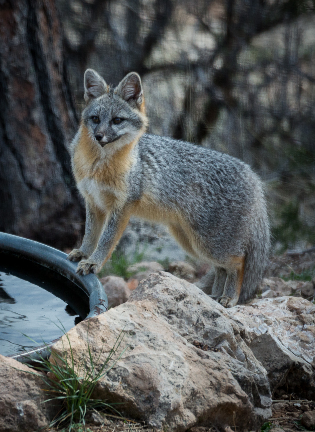 Bob's your Uncle - Virtual Mirage