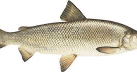 L.A.Times Crossword Corner: Wednesday, January 2, 2019, Robin Stears