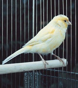 PETS: Canary