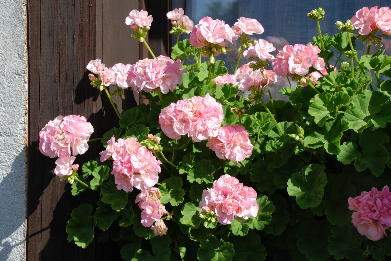 Bickenbach Blumen: Pelargonie