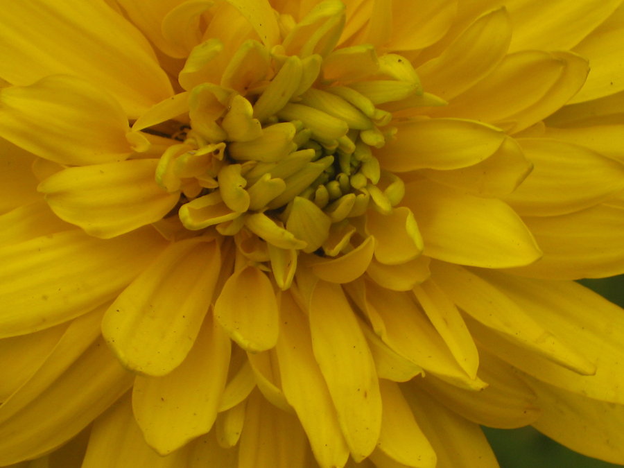 Dream Garden Flowers and Plants : Flowers and Plants I want to plant ...