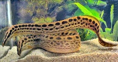 Ikan SIli - Akuarium Ikan Hias