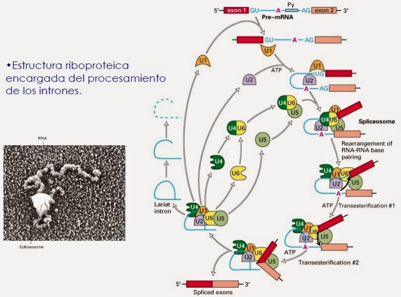 Apuntes de Bioquímica: Grupos funcionales de la química orgánica