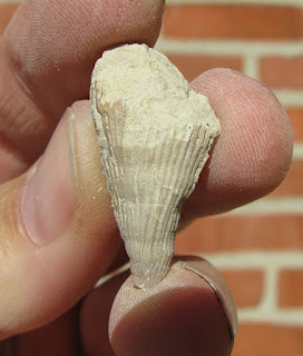 Views of the Mahantango: Streptelasma (Enterolasma) strictum ? coral ...