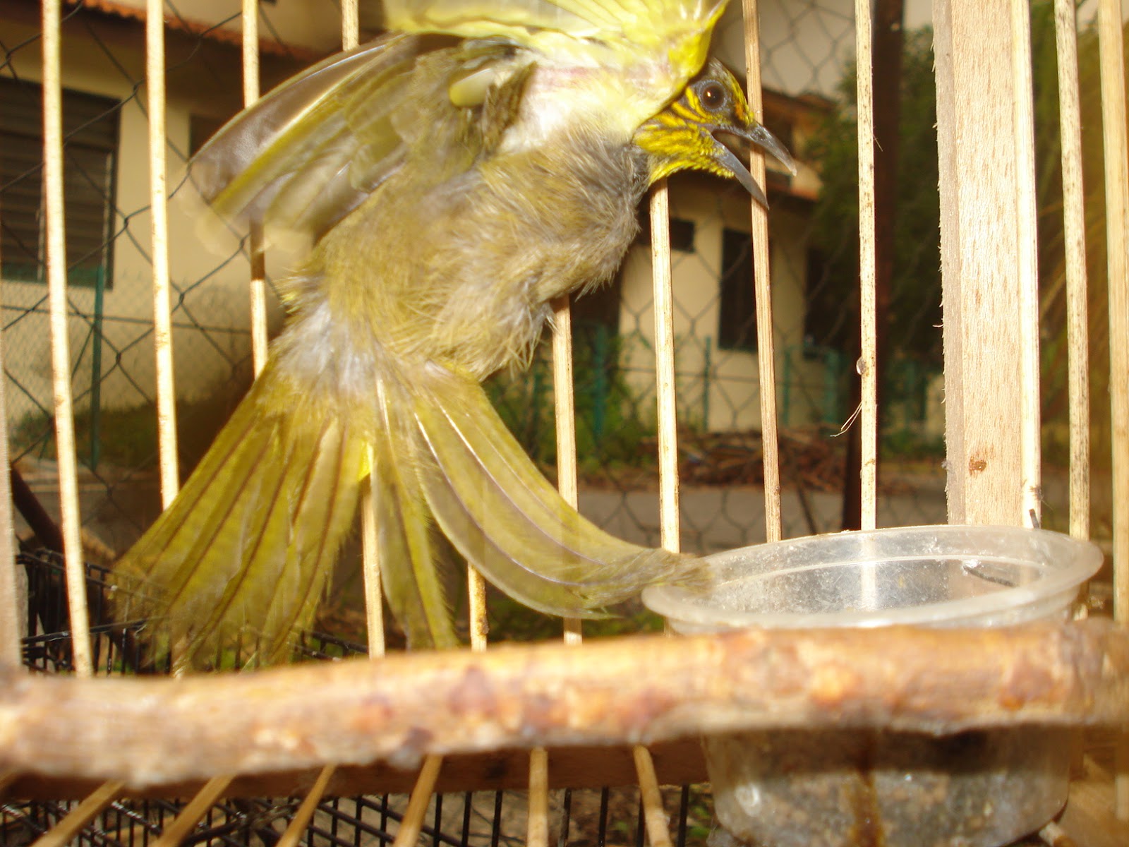 BIRDHOMES: MERBAH LEKIR