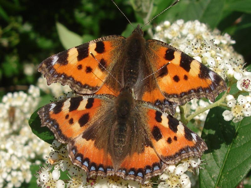 MERSEA WILDLIFE: TWIN TORTOISESHELLS