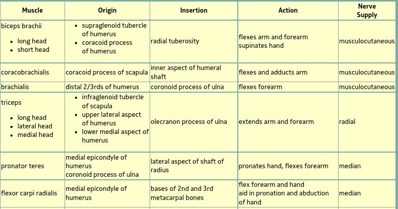 Physiotherapy: Muscles origin n insertion n their nerve supply with ...