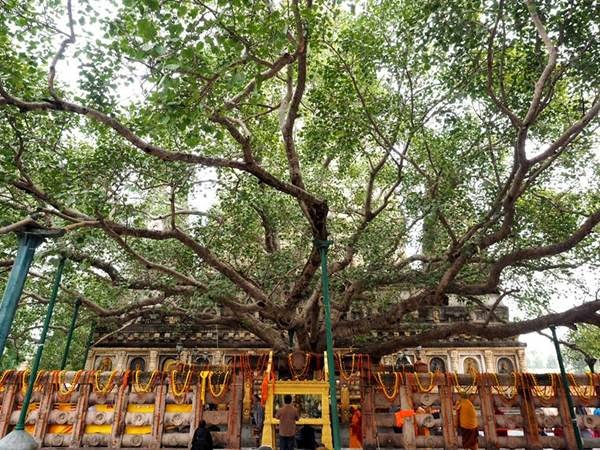 The Bodhi Tree: The tree of Buddha’s Enlightenment - Travel Tourism And ...