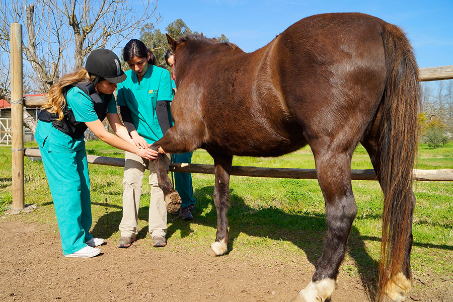 Comportamiento Animal: Información respecto al tema