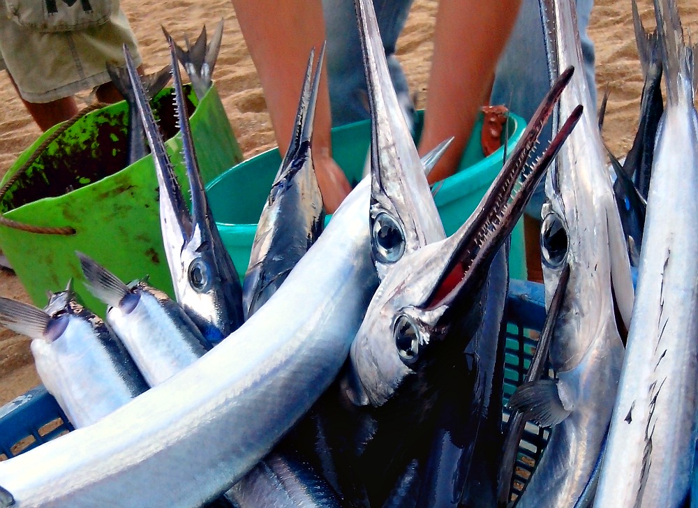 Balo or Batalay Fish caught in Calatagan sold at Php 120.00/kilo