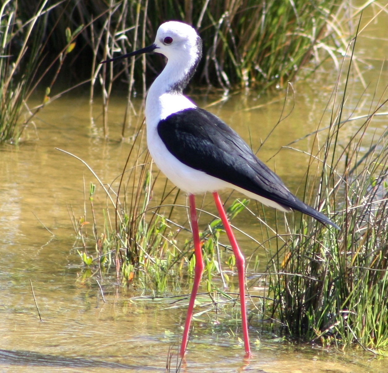 Imagens da vida animal: Pernilongo - Himantopus himantopus