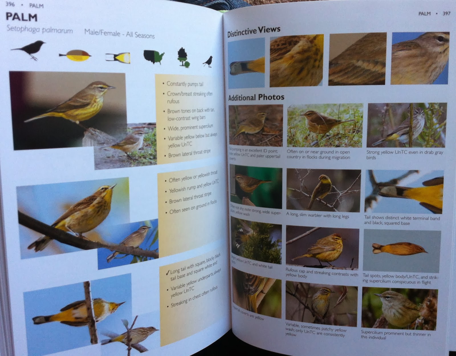 Arcticory...: "THE WARBLER GUIDE"