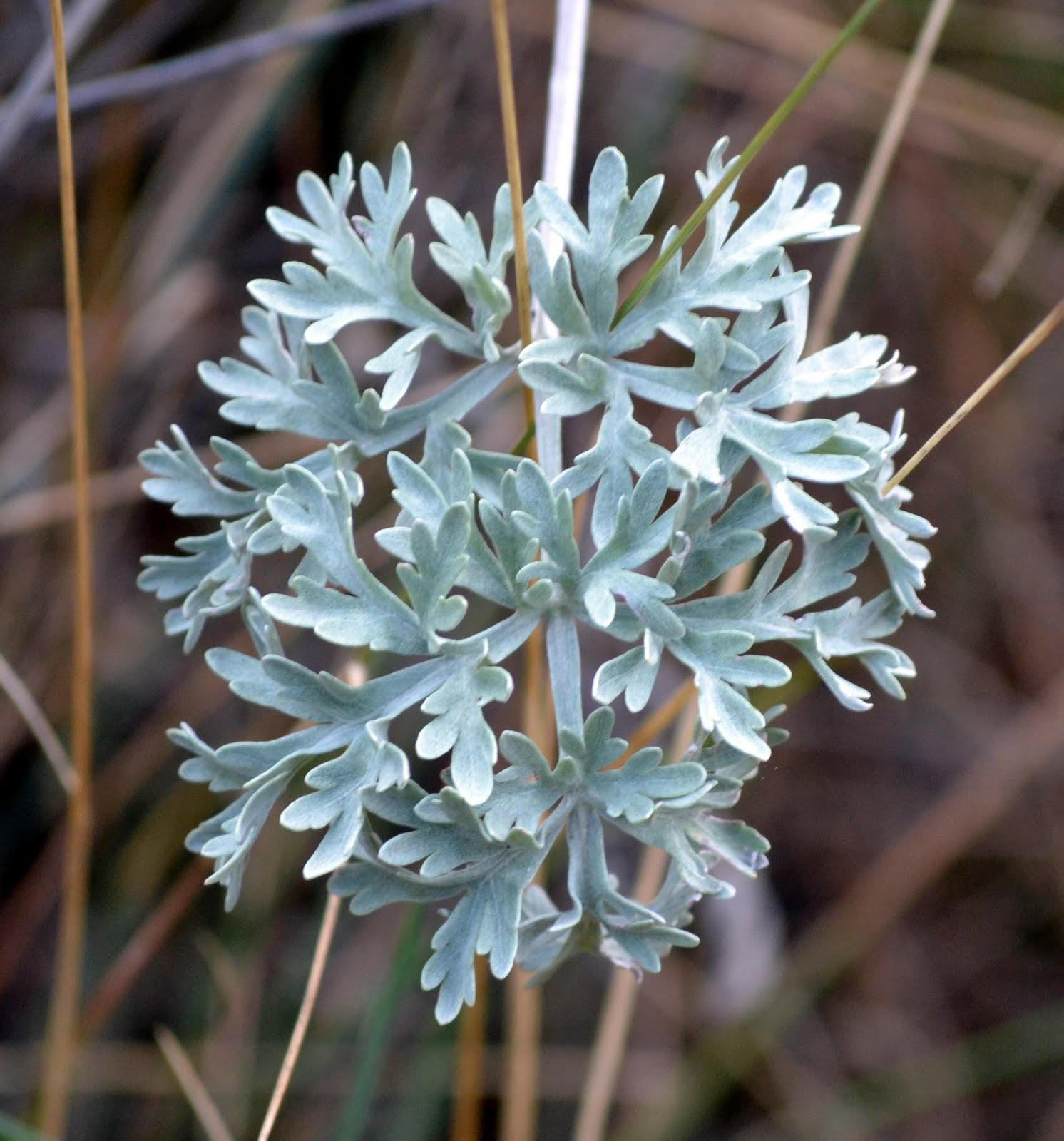 BIOMONCAYO: Artemisia absinthium (Ajenjo)
