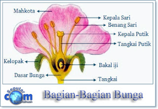 Tempat Kreasiku: Bagian - Bagian Bunga dan Fungsinya
