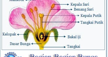 Tempat Kreasiku Bagian Bagian Bunga Dan Fungsinya - Riset