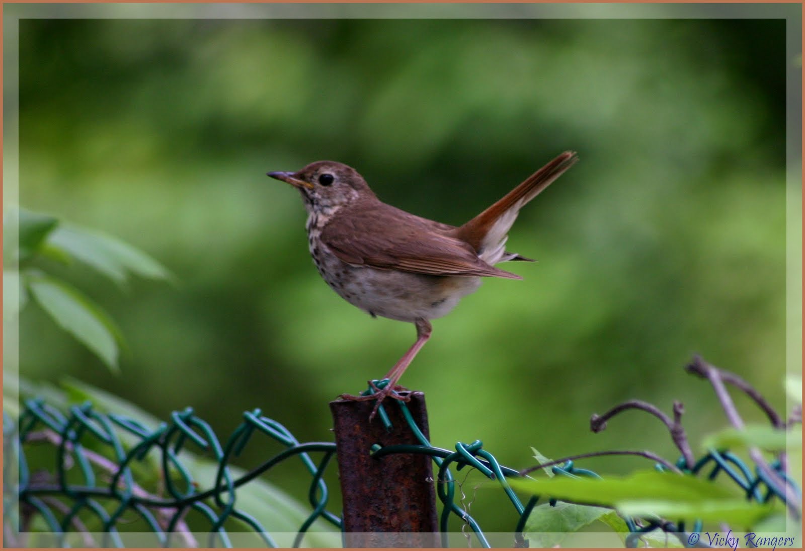 La faune et la flore du Québec en photos: Grives, Catharus