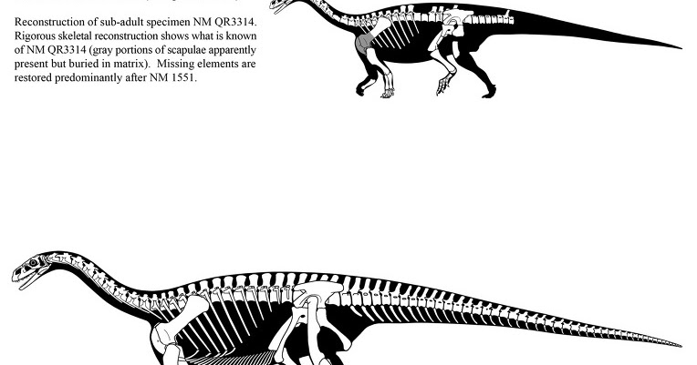 Extinct Animal of the Week: Anatomy and Popularity