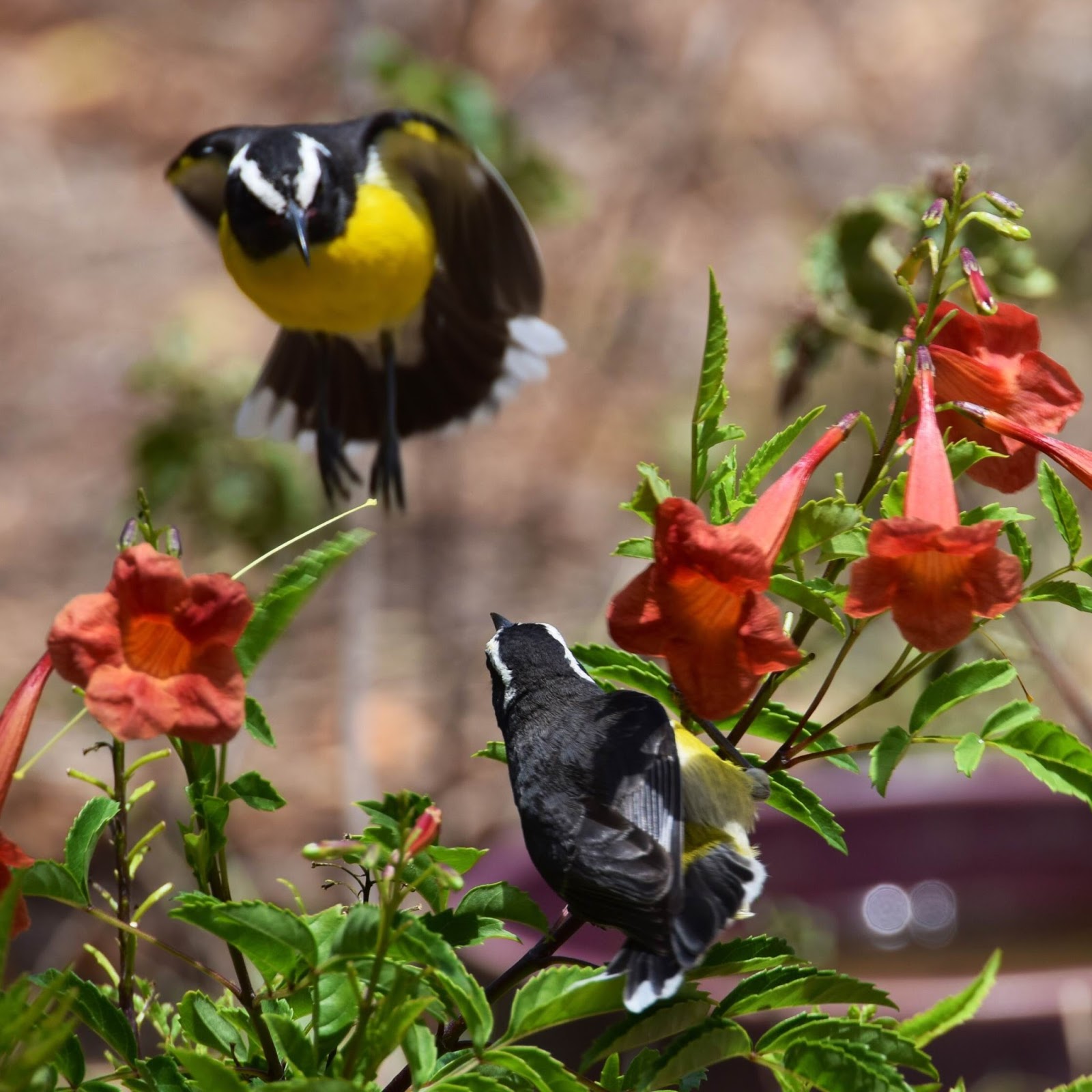 Hiking Curaçao - Flora and Fauna: Banana-quit and Skopet.