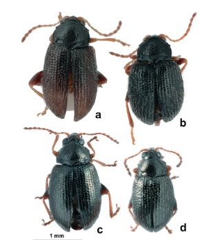 Homo agricola: Epitrix papa--Pulguilla de la patata