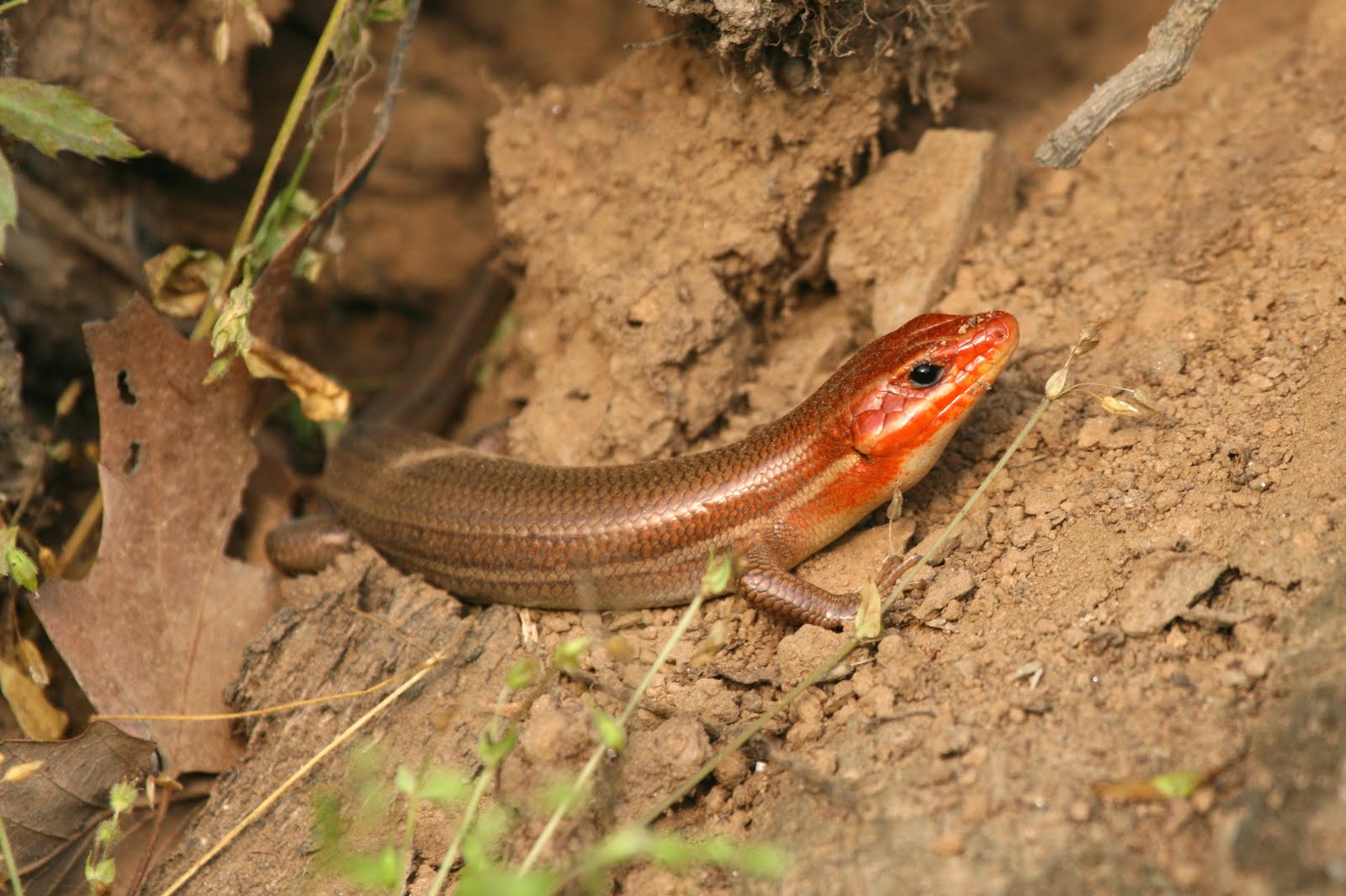 The Good, the Bad, & the Outdoors: Creature Feature: Five-lined Skink