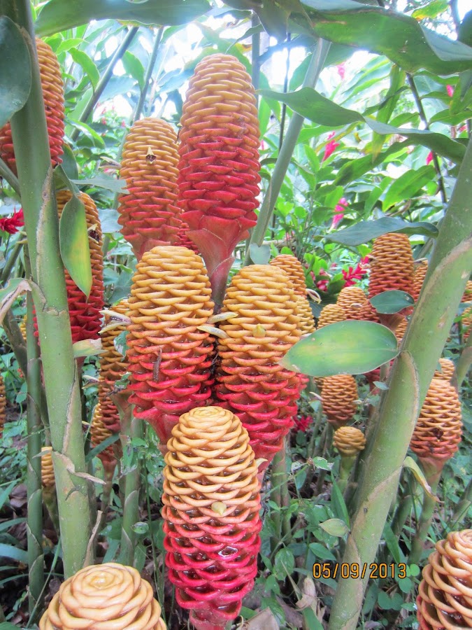 Semillas de Zingiber spectabile o micrófono, flor de maraca, jengibre ...