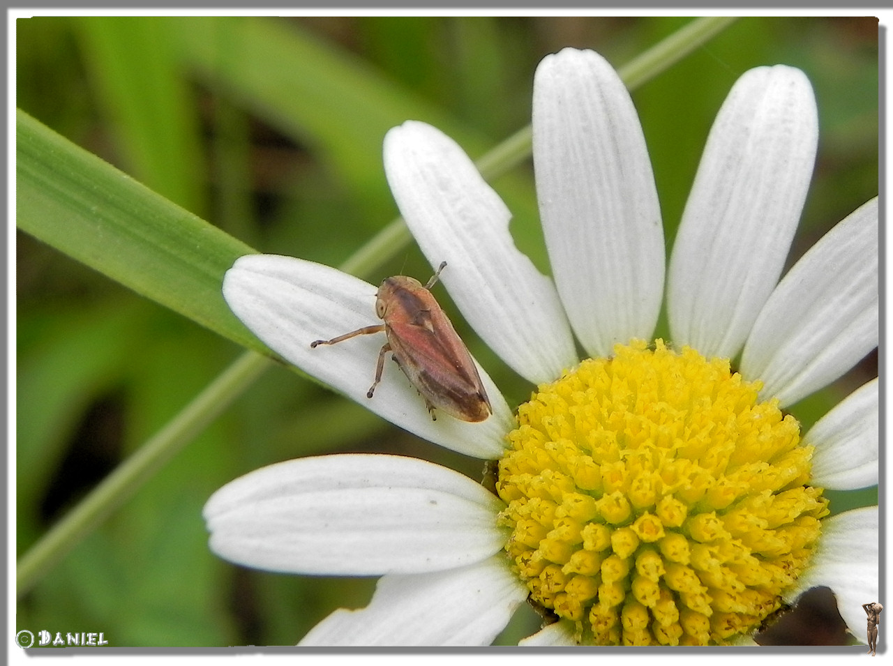 Chez Madeleine: juin 2013