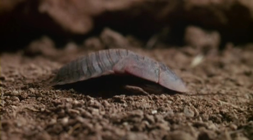 Ecocinema, Media, and the Environment: Bug (1975): Cockroach Movies and ...