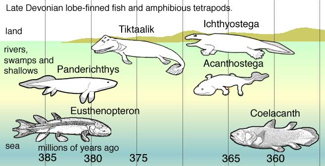 Info animales: DETALLES EVOLUTIVOS DE LOS ANFIBIOS