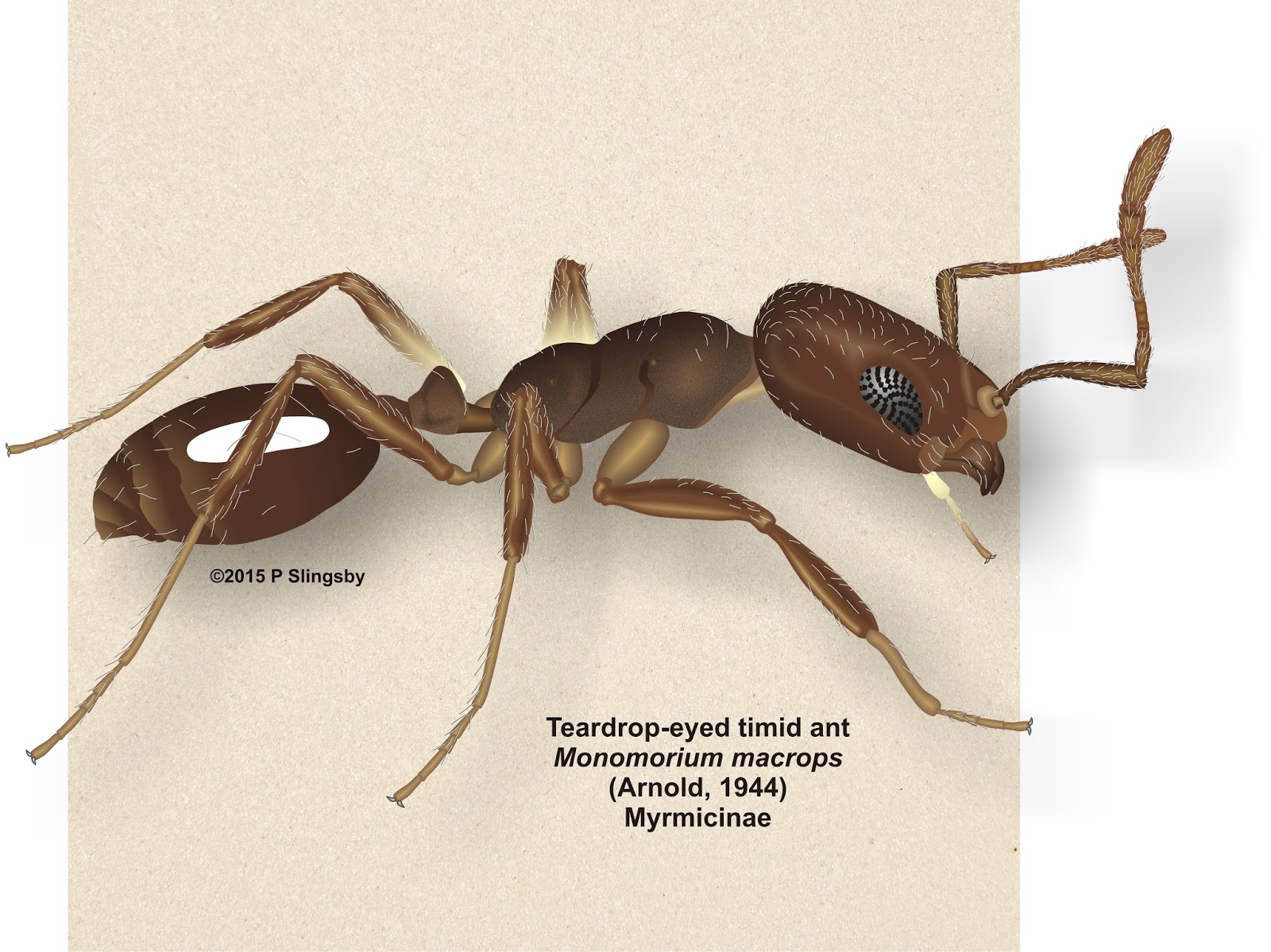 - Ants of Southern Africa -: Ant Catalog