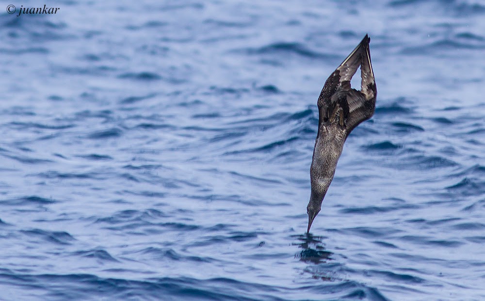 Miradas Cantábricas: La foto buscada de alcatraz.