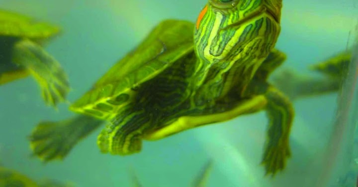 TIPS PARA MASCOTAS: ¿Cuántos años vive una tortuga japonesa (verde de ... TIPS PARA MASCOTAS: ¿Cuántos años vive una tortuga japonesa (verde de ...