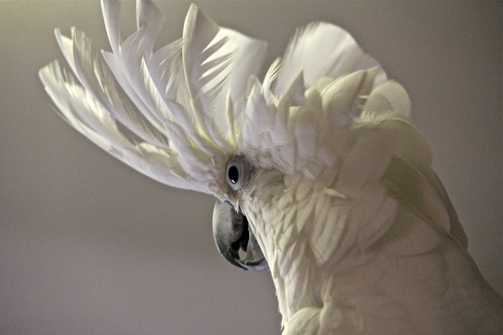 Crazy & Crooked: I photographed a Cockatoo and lived to tell the story