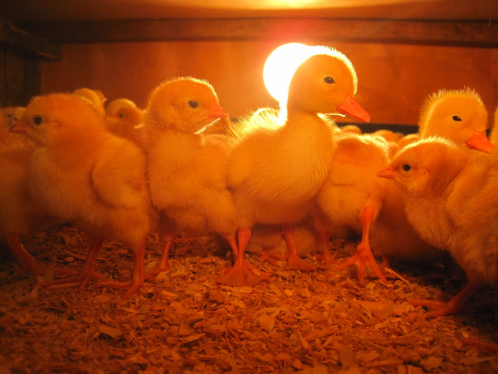 FRESH FARMING: New ducks! New chicks! Read all about it!