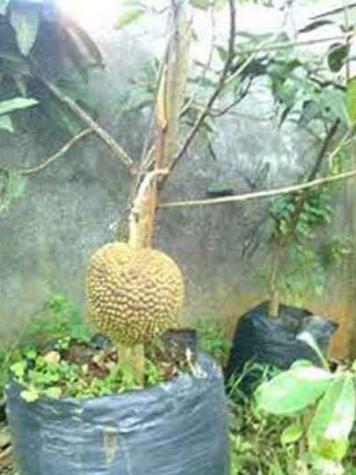 Tanaman buah dalam pot : Cara Bertanam Buah Durian Dalam Pot yang benar