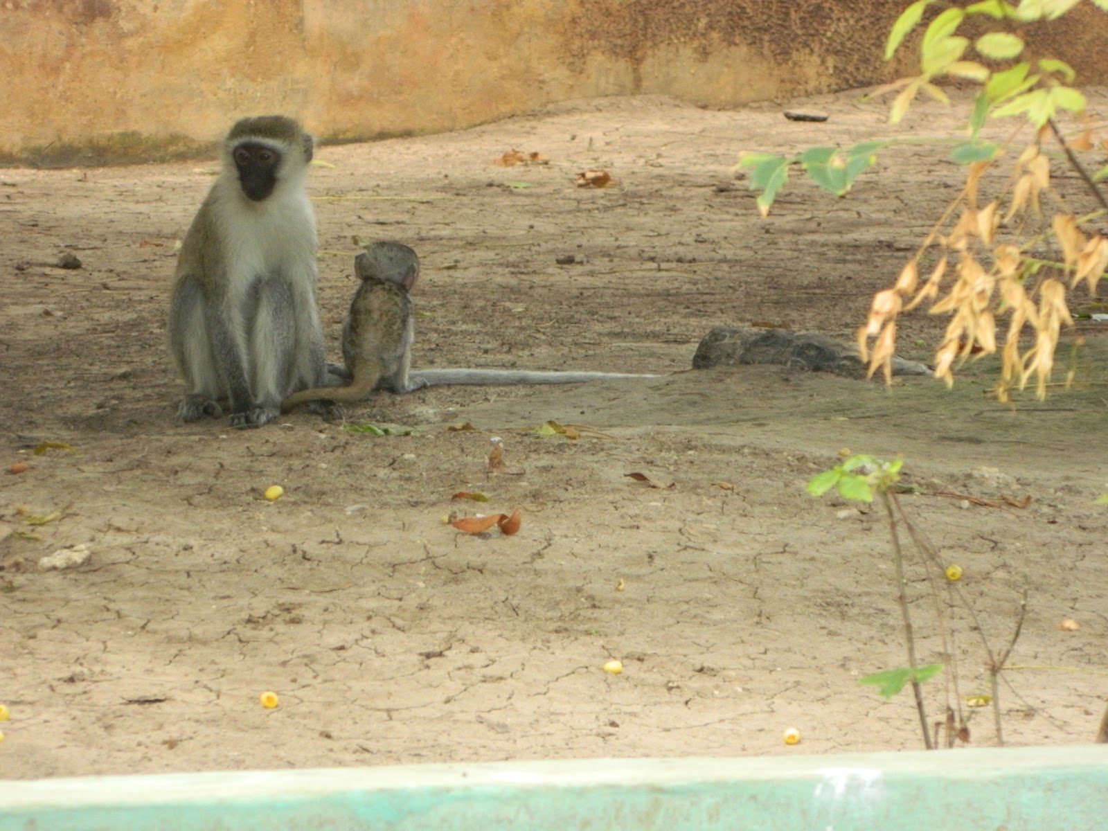 Somalia in Pictures: Somalia - Picture of IDP Monkeys in Somali Fruite