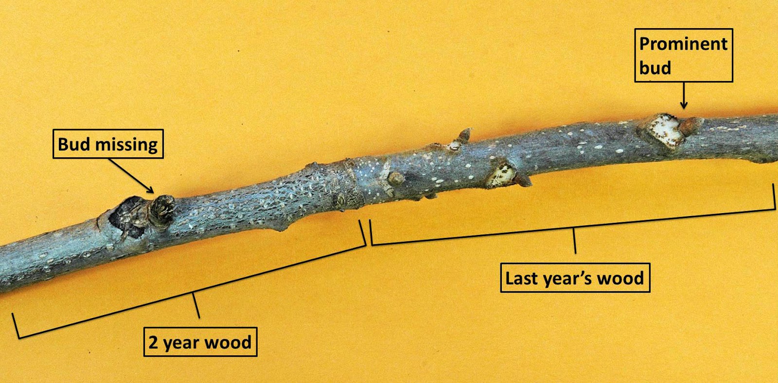Northern Pecans: Cutting quality scionwood