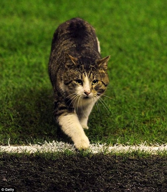 Keep off the grass: The Anfield Cat. - ESTO ES ANFIELD
