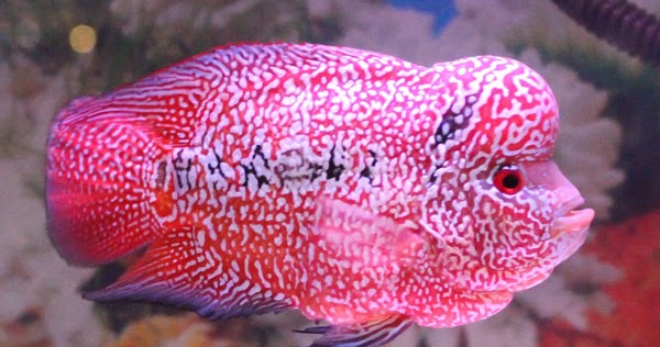 Kamu Harus Tau: Berbagai Jenis Louhan / Flowerhorn - Iddo Bagas Prasetyo