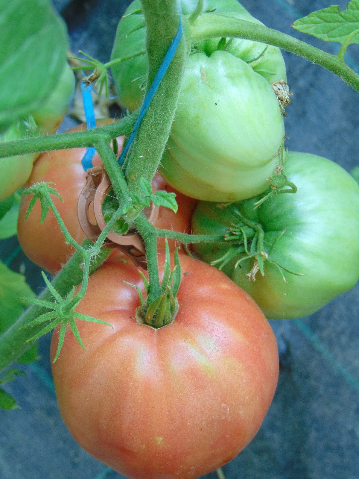 Trei mândre - Grădina Mirelei